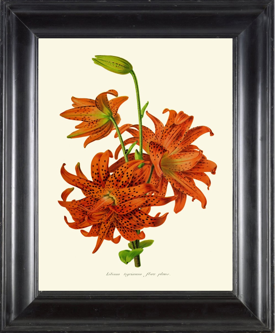 Lily Botanical Print Wall Art IH950 Beautiful Antique Lilium Lilies ...