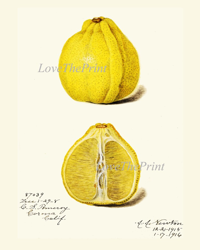 Lemons Print Set of 6 Prints Wall Art Beautiful Antique Citrus - Etsy