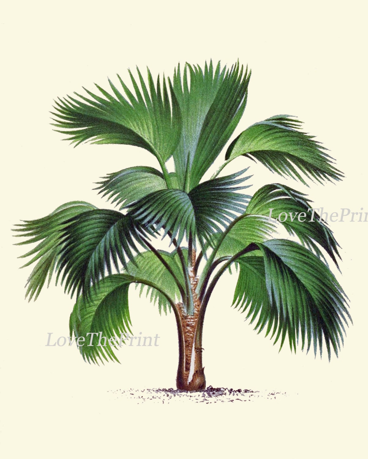 Palm Tree Botanical Art Print Set of 6 Beautiful Antique Green Tropical ...