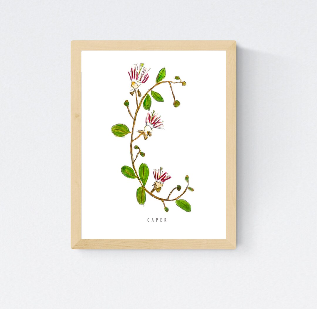 Watercolor Caper Herb Letter C Print: Botanical Alphabet Art - Etsy