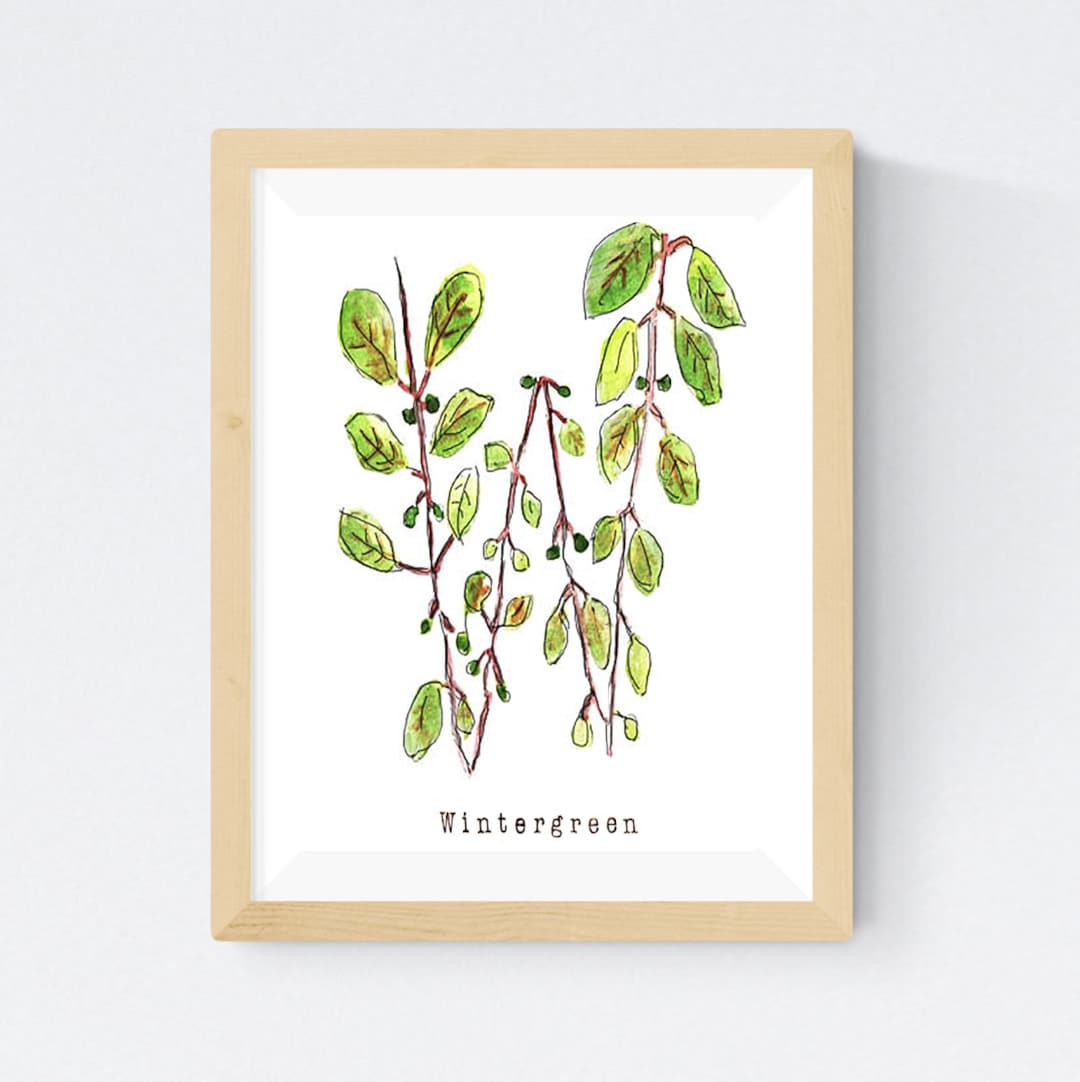 Watercolor Herb Alphabet Wall Print - Letter W for Wintergreen Plant ...