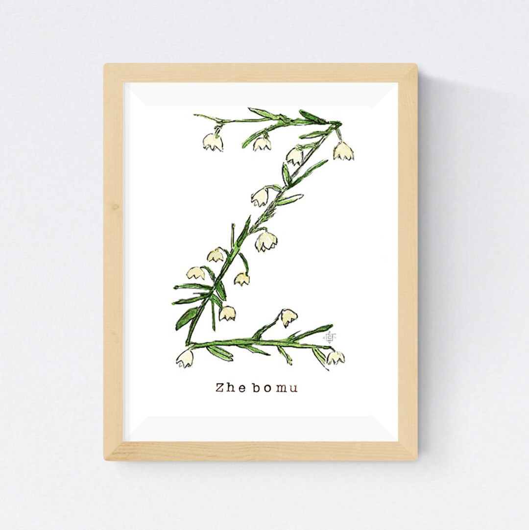 Watercolor Letter Z Print: Zhe Bo Mu Herb Alphabet (5x7) - Etsy