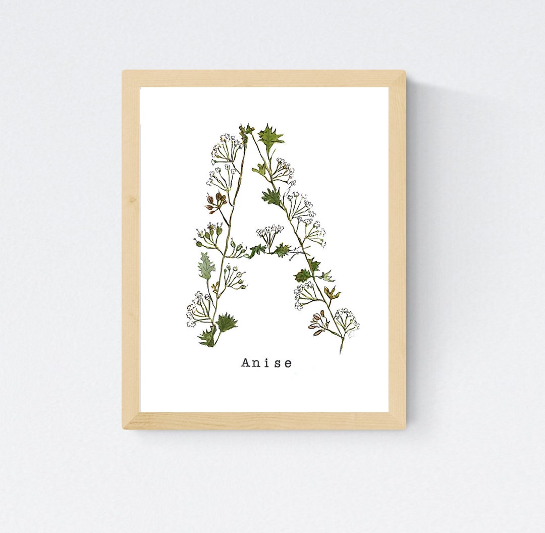 Anise Letter A Print: 5x7 Watercolor Herb Alphabet Art - Etsy