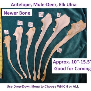Elk Ulna leg Bones Cleaned/sanitized for | Etsy