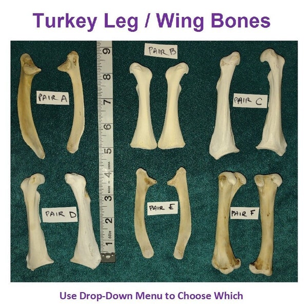 Wing Bone Turkey - Etsy