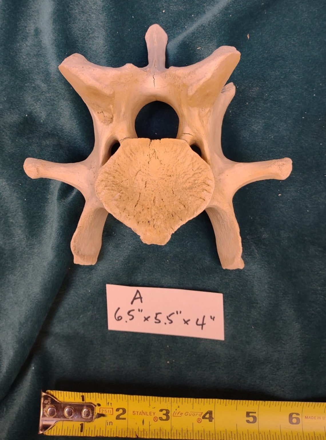 Bison Cervical Vertebrae Bone. Real Natural FOUND Bone From | Etsy