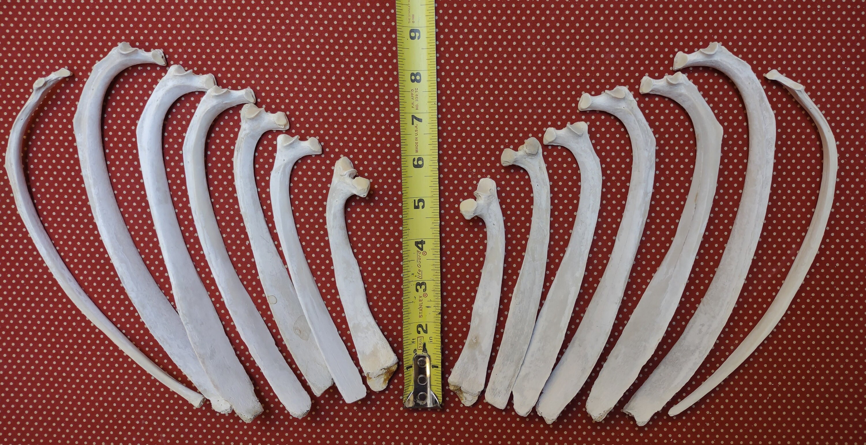 Wild Pronghorn Antelope Rib Bones FOUND / professionally | Etsy