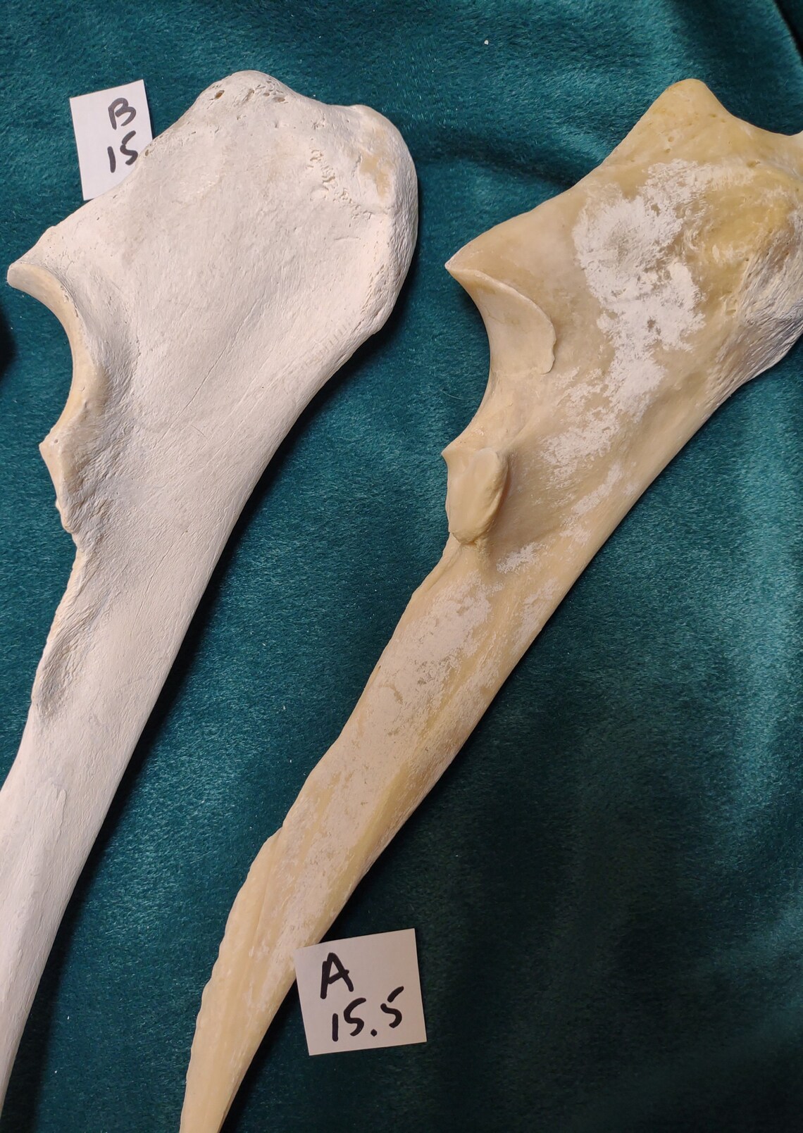 Elk Ulna leg Bones Cleaned/sanitized for - Etsy