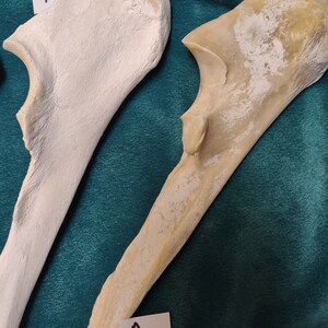 Elk Ulna leg Bones Cleaned/sanitized for Crafting/jewelry/sculpture ...