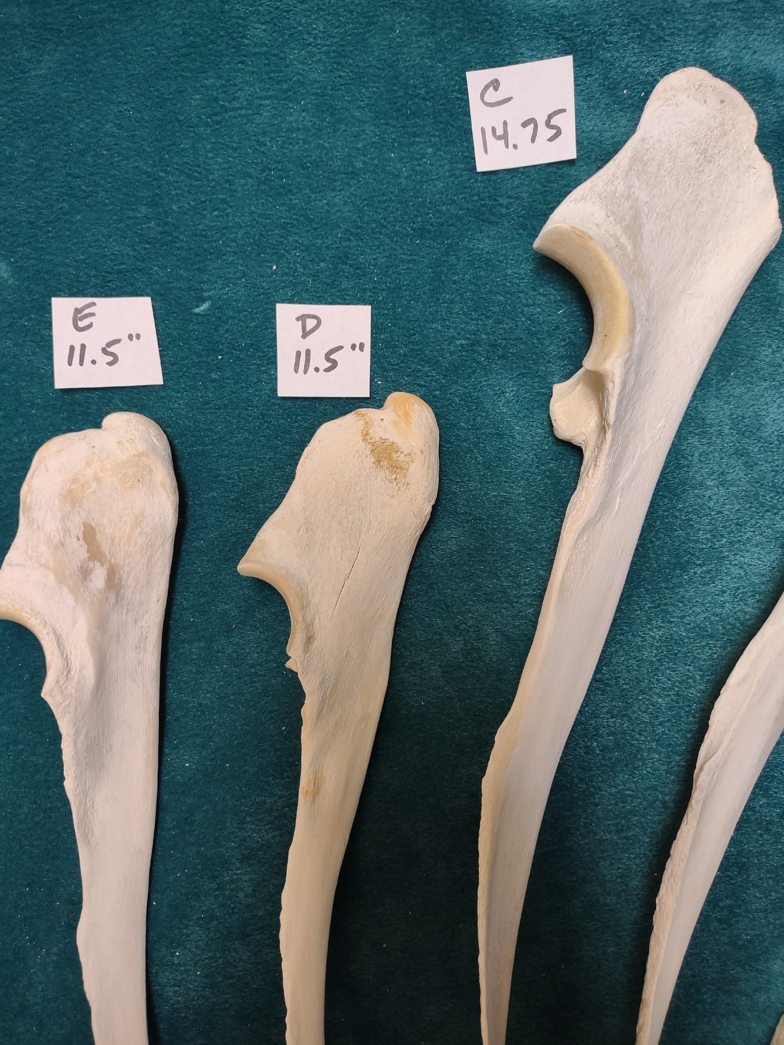 Elk Ulna (leg Bones) Cleaned/sanitized for Crafting/jewelry/sculpture ...
