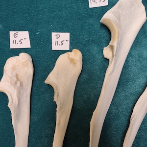 Elk Ulna (leg Bones) Cleaned/sanitized for Crafting/jewelry/sculpture ...