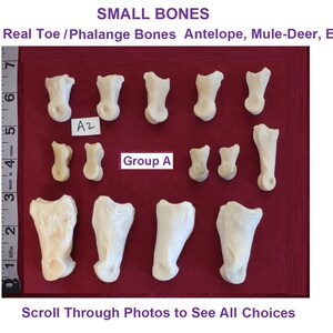 Small Bone Groups: Wild Animal Bones Toe/hoof/disc. | Etsy
