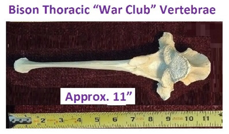 Bison War Club Thoracic Vertebrae Bones Elk. From Mtns of NM. - Etsy