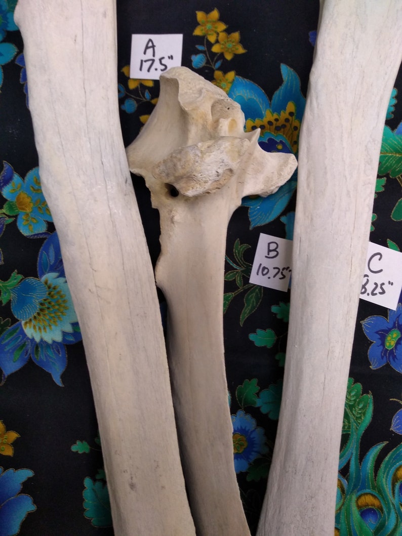 Bison War Club Thoracic Vertebrae Bones Elk. From mtns of NM. | Etsy