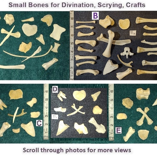 CLEAN Bones for Scrying / Voodoo / Divination / Crafting / - Etsy