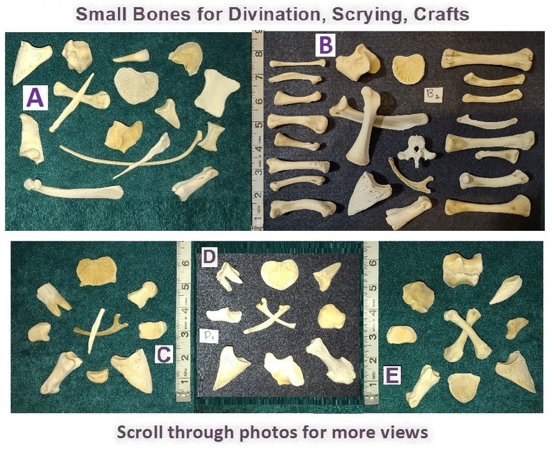 CLEAN Bones for Scrying / Voodoo / Divination / Crafting / - Etsy