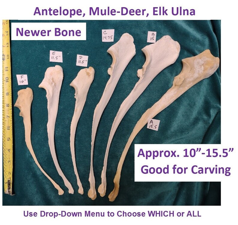 Elk Ulna leg Bones Cleaned/sanitized for | Etsy