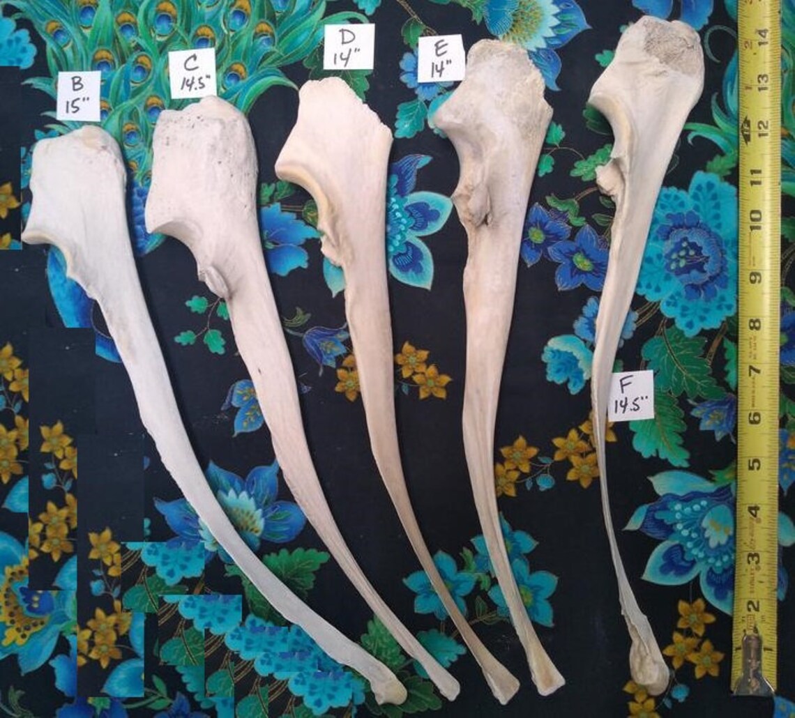 Elk Ulna Leg Bones Cleaned/Sanitized for | Etsy