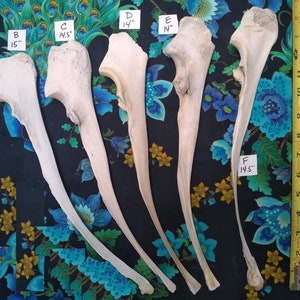 Elk Ulna Leg Bones Cleaned/Sanitized for | Etsy
