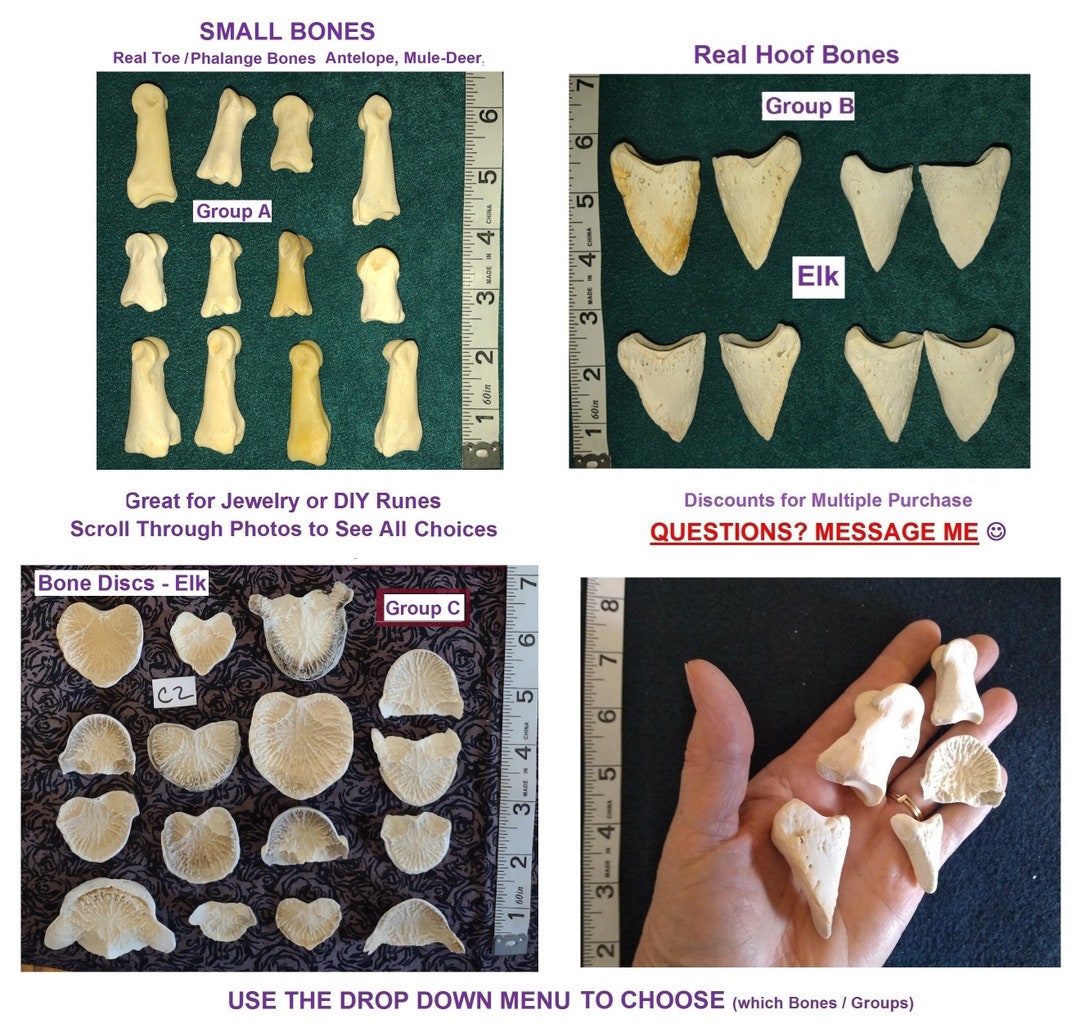 Small Bone Groups: Wild Animal Bones Toe/hoof/disc. Professionally ...