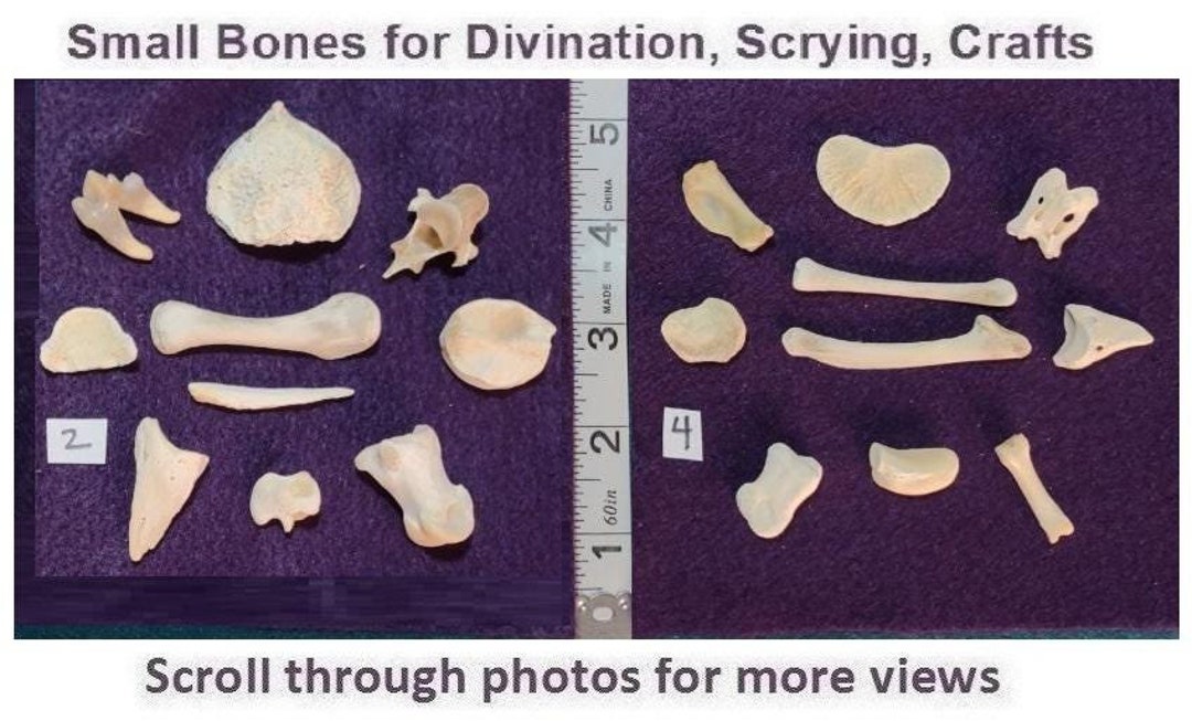 CLEAN Bones for Scrying / Voodoo / Divination / Crafting / Costumes ...