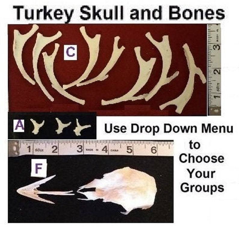 Turkey Skulls Plus Lower Beak Bones More Cleaned/sanitized - Etsy