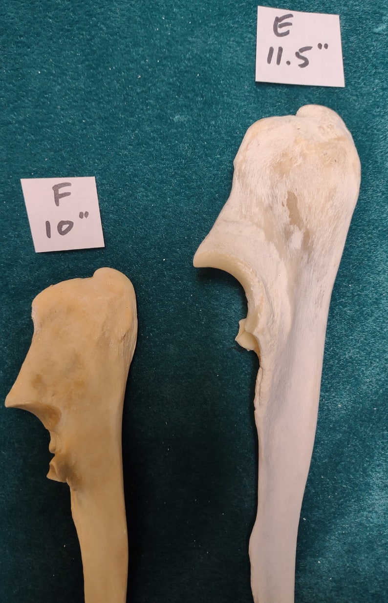 Elk Ulna leg Bones Cleaned/sanitized for | Etsy