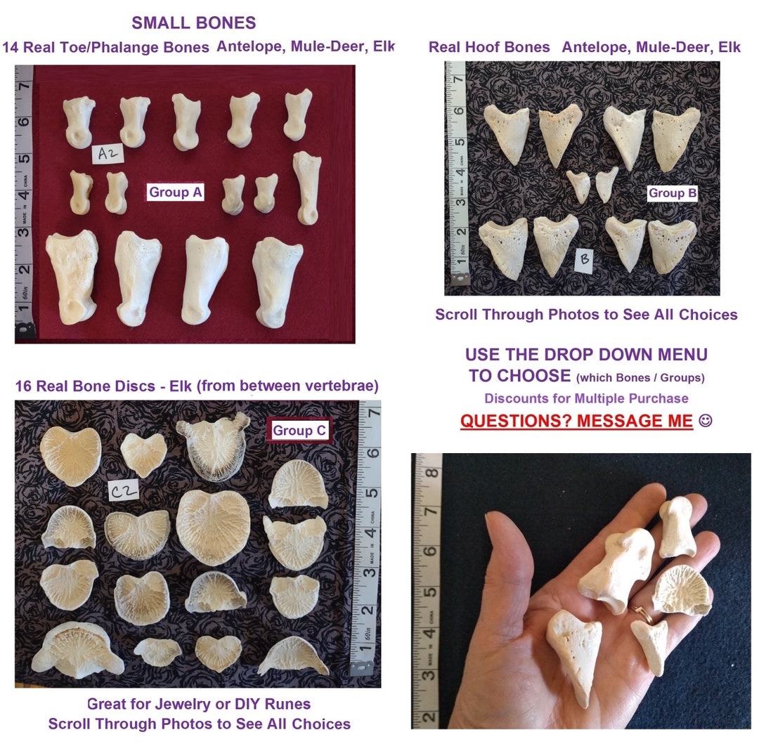 Small Bone Groups: Wild Animal Bones Toe/hoof/disc. - Etsy