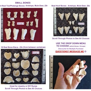 Small Bone Groups: Wild Animal Bones Toe/hoof/disc. | Etsy