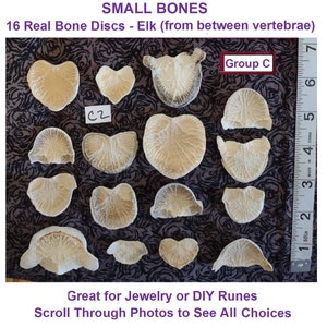 Small Bone Groups: Wild Animal Bones Toe/hoof/disc. Professionally ...