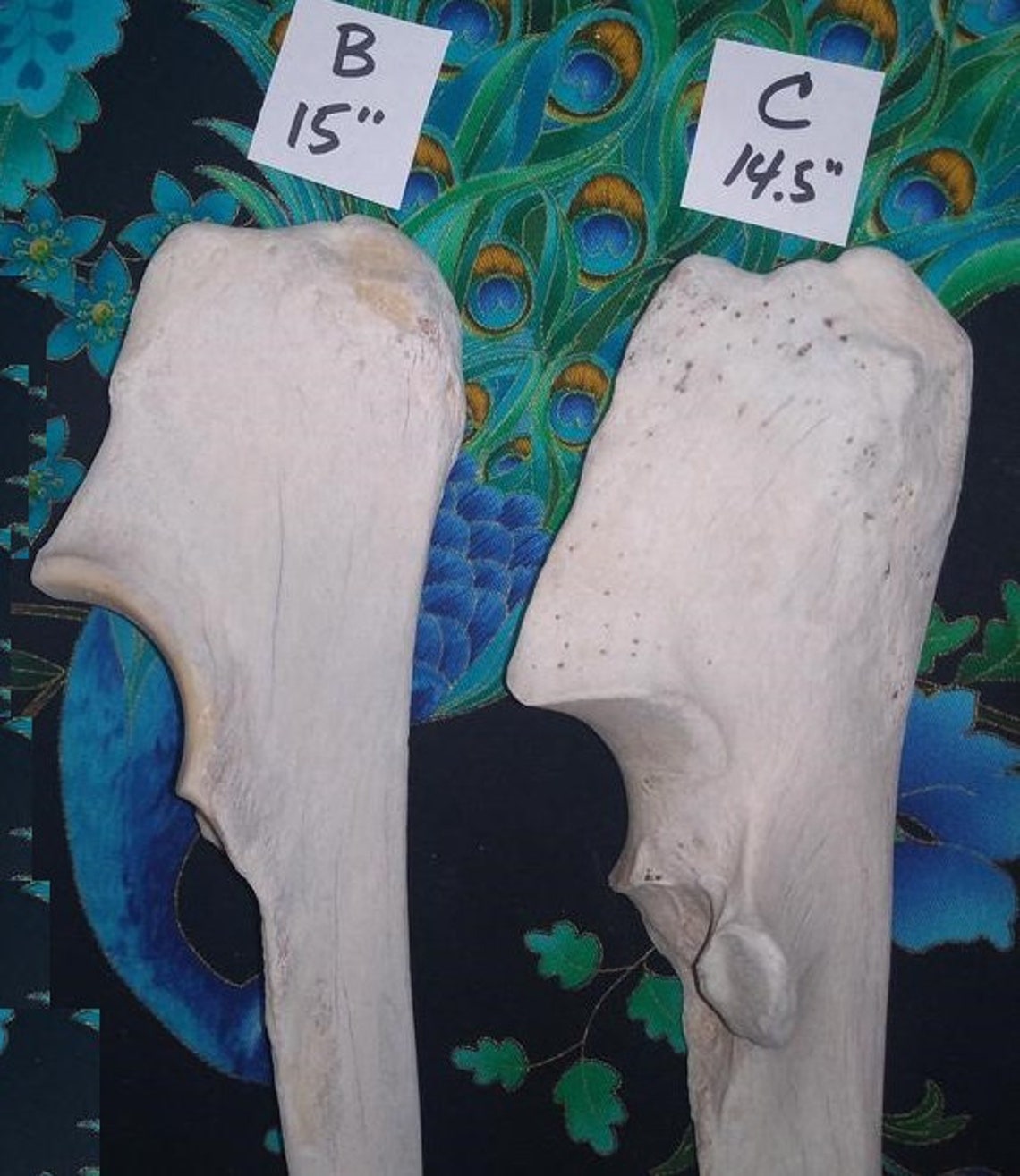 Elk Ulna Leg Bones Cleaned/Sanitized for | Etsy