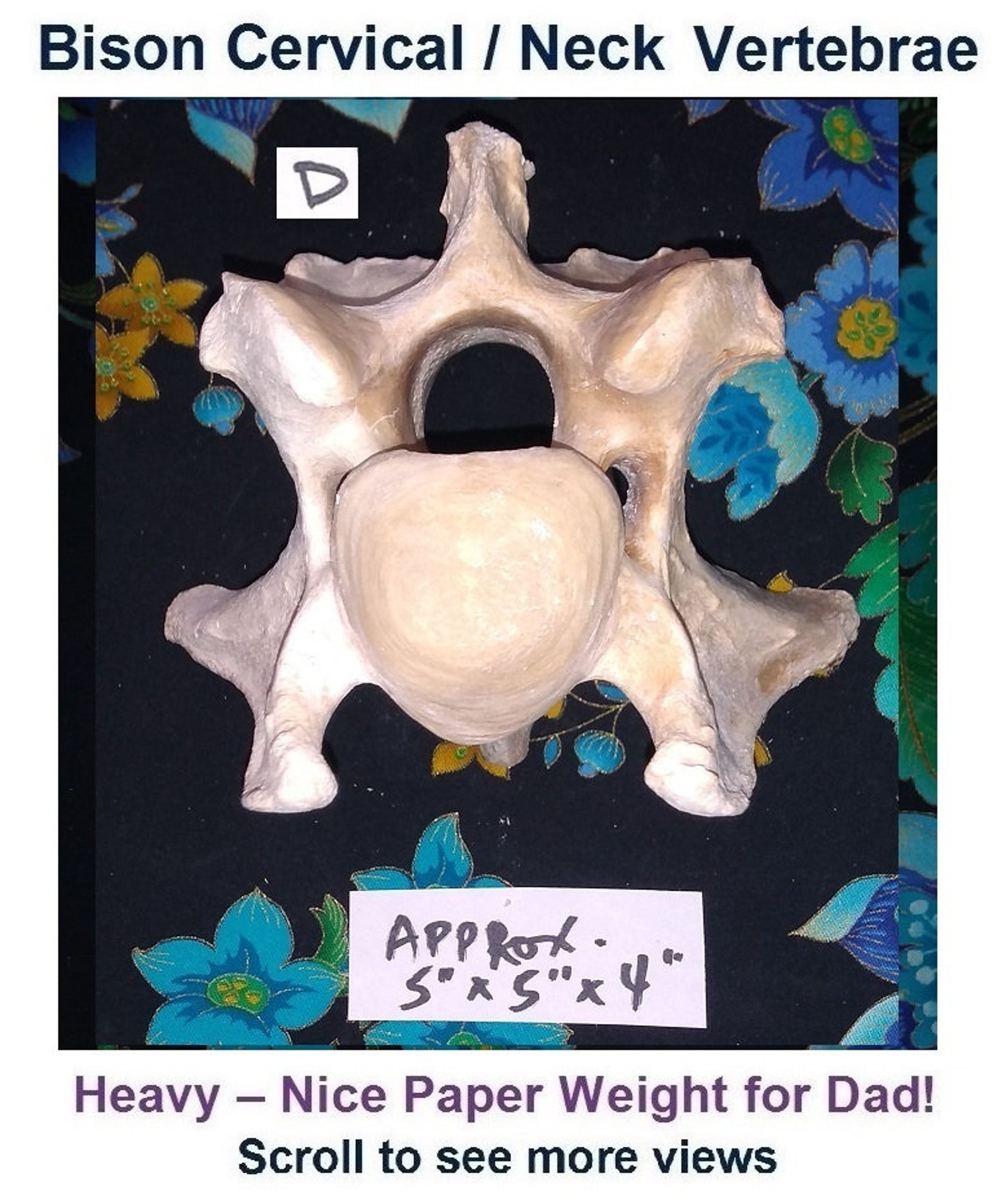 Bison Cervical Vertebrae Bone. Real Natural FOUND Bone From | Etsy