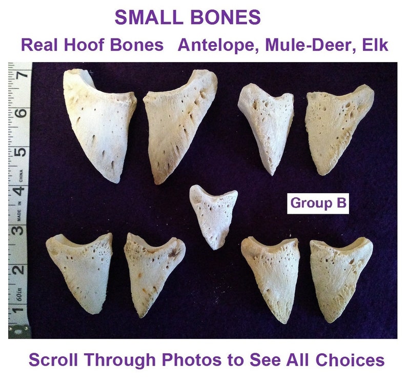 Small Bone Groups: Wild Animal Bones Toe/Hoof/Disc. | Etsy