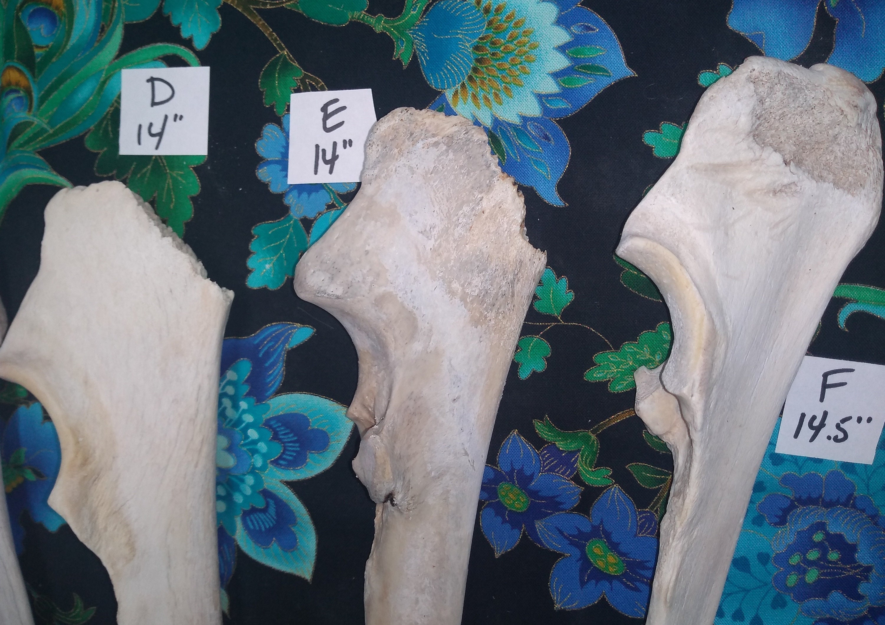 Elk Ulna Leg Bones Cleaned/Sanitized for | Etsy