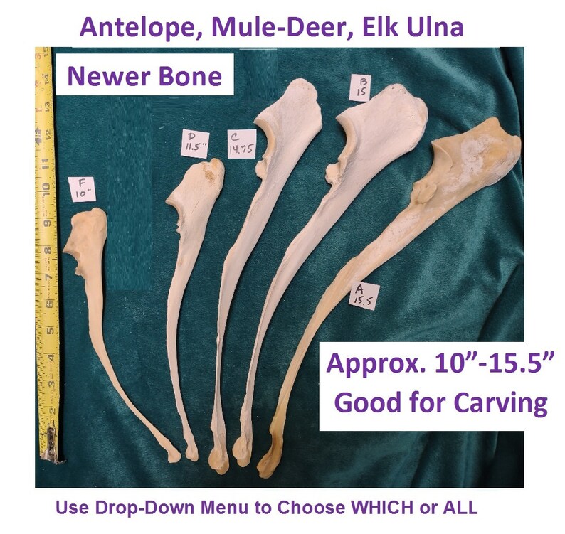 Elk Ulna leg Bones Cleaned/sanitized for - Etsy