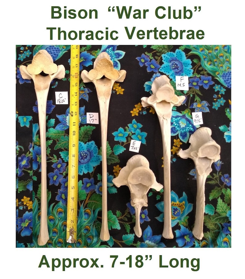 Bison War Club Thoracic Vertebrae Bones Elk. From mtns of NM. | Etsy