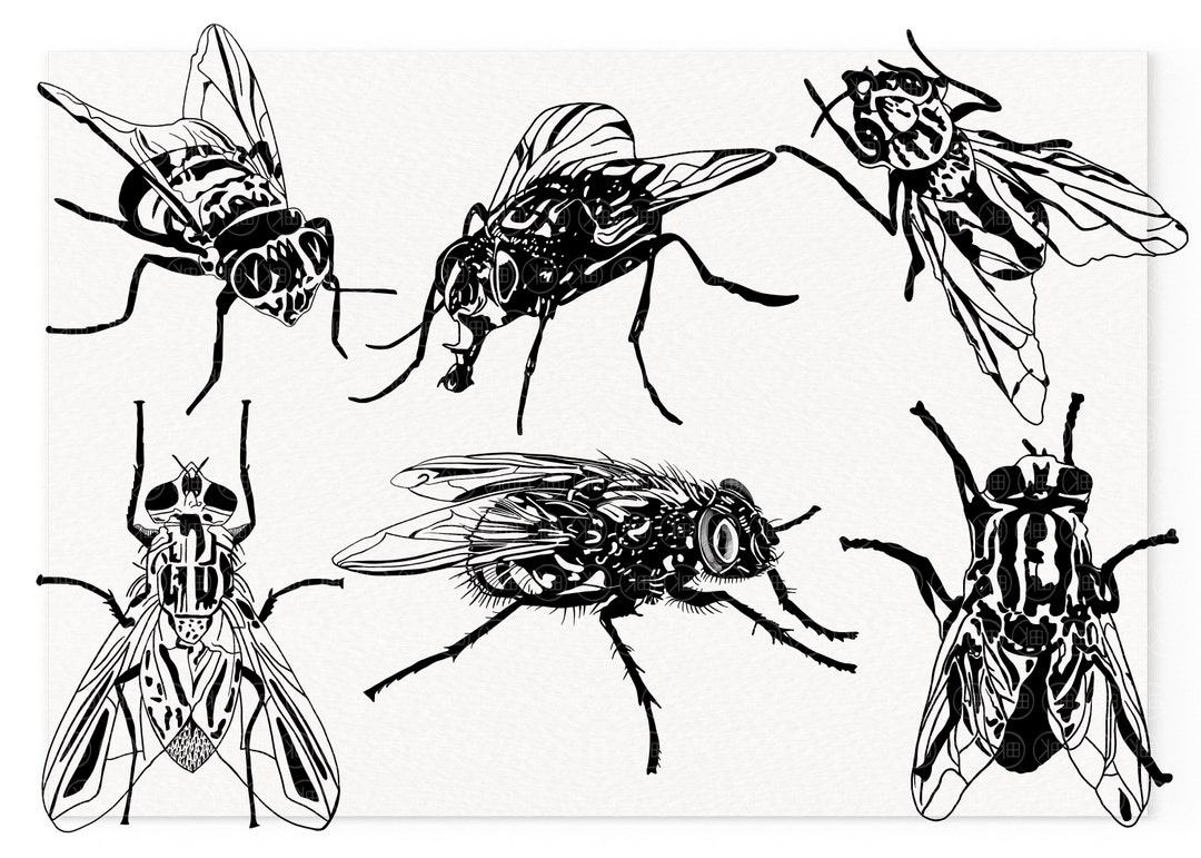 6 Flies Line Art Illustrations - Etsy