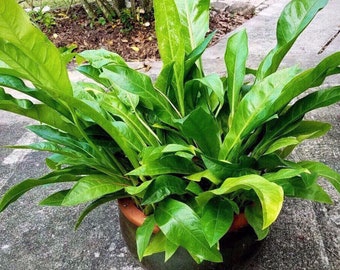 Indoor plants | Etsy