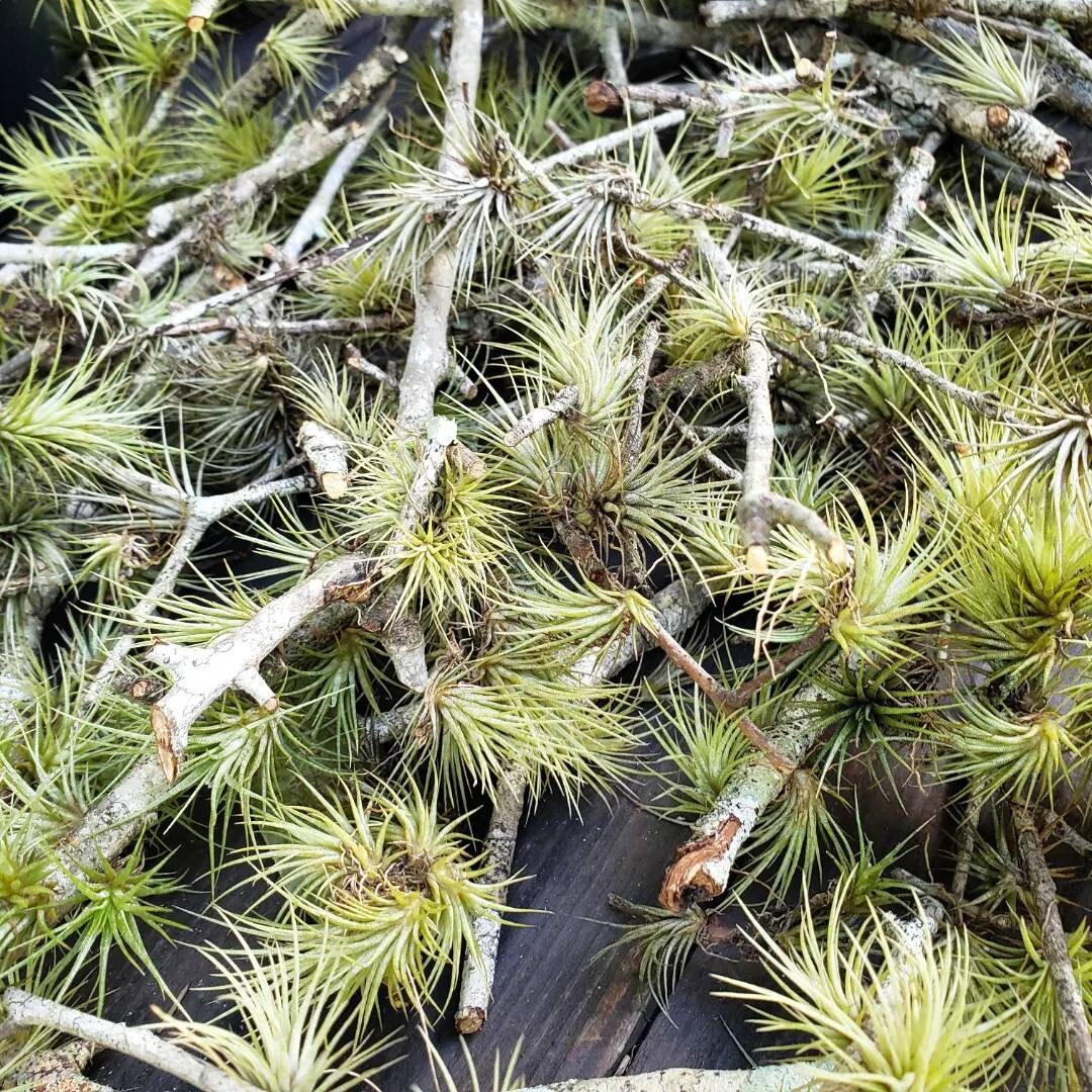25 MINI AIR PLANTS (small Tillandsia Air Plants - 1") - Etsy