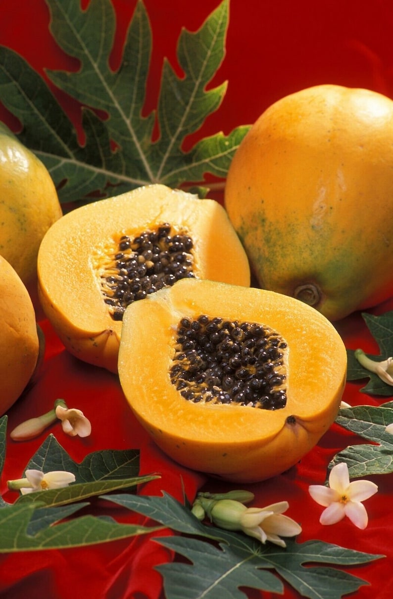 25 Original Solo Sunset Papaya Seeds Fruits at Few Feet Tall in 9 ...