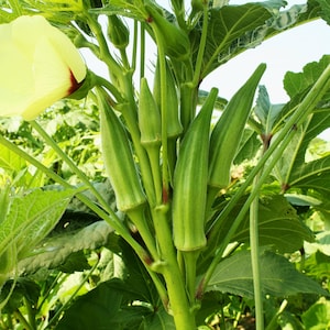 Emerald Okra Seeds Non-gmo Heirloom, Tracking Included, Gardening Gift ...