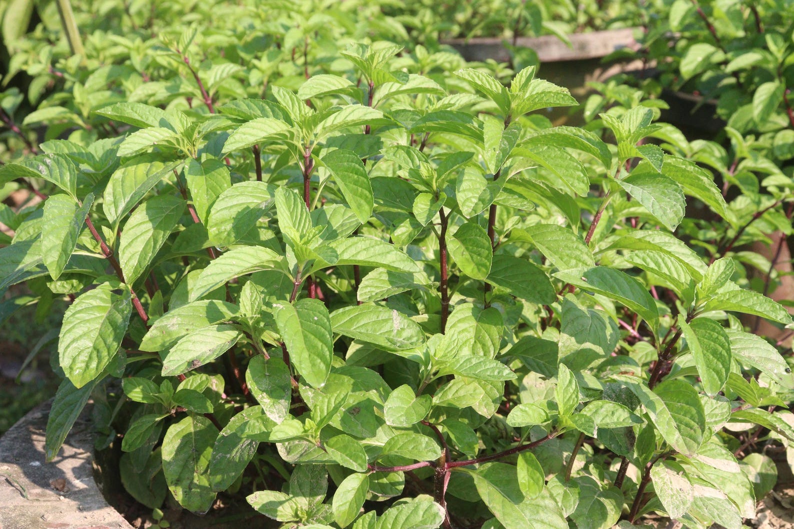 Mentha Spicata Spearmint Seeds, Grow Your Own Mint Plants, Herbal Seed ...