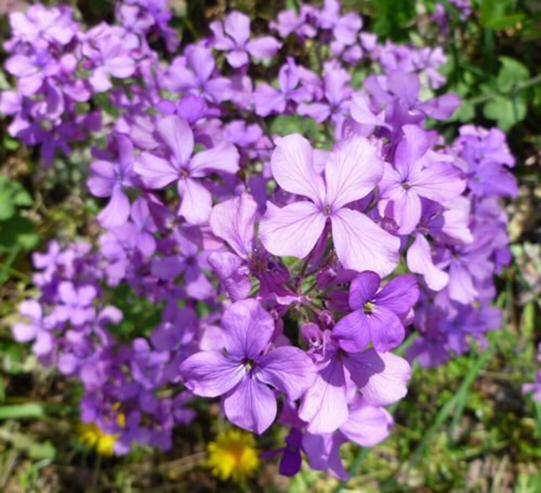 75 Moneyplant Lunaria Annua Flower Seeds FREE SHIPPING - Etsy