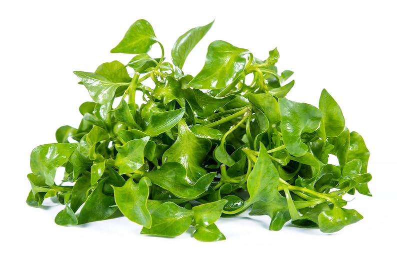 True Watercress Seeds, Non-gmo, Shipped W/ Tracking, Heirloom , Edible ...