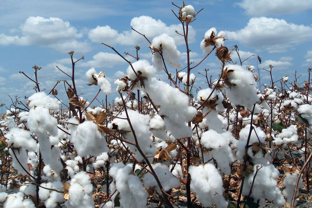 50 White Cotton Gossypium Seeds Non-gmo Usa Seller Shipper Best Price ...
