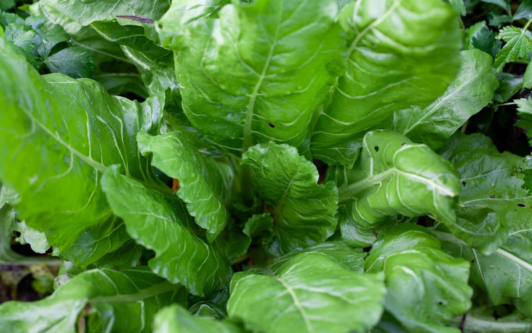 Giant Noble Spinach Seeds Non - Gmo Long Standing Spinach Variety - Etsy