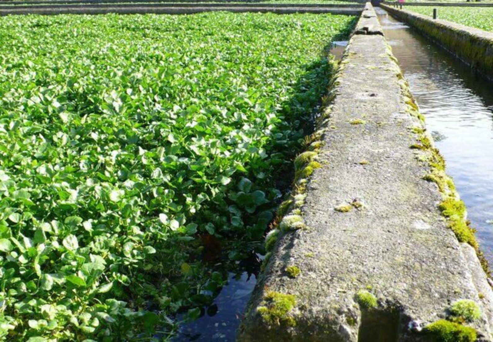 2000 True Watercress Seeds Non-gmo Heirloom | USA Seller - Etsy