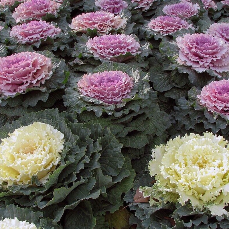 Kale Seeds - Etsy