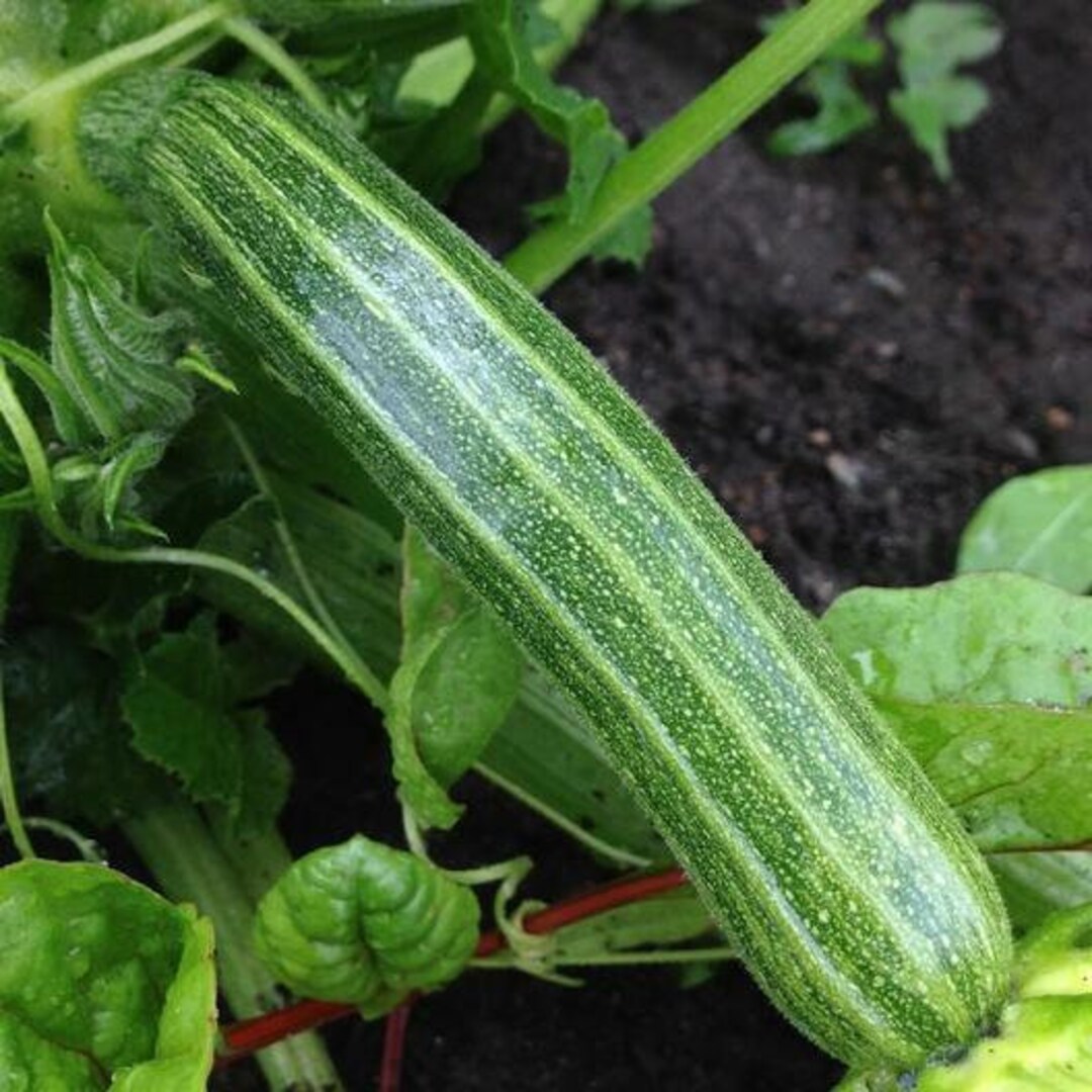 100 Cocozelle Zucchini Summer Squash Seeds Cucurbirta Pepo Italian ...