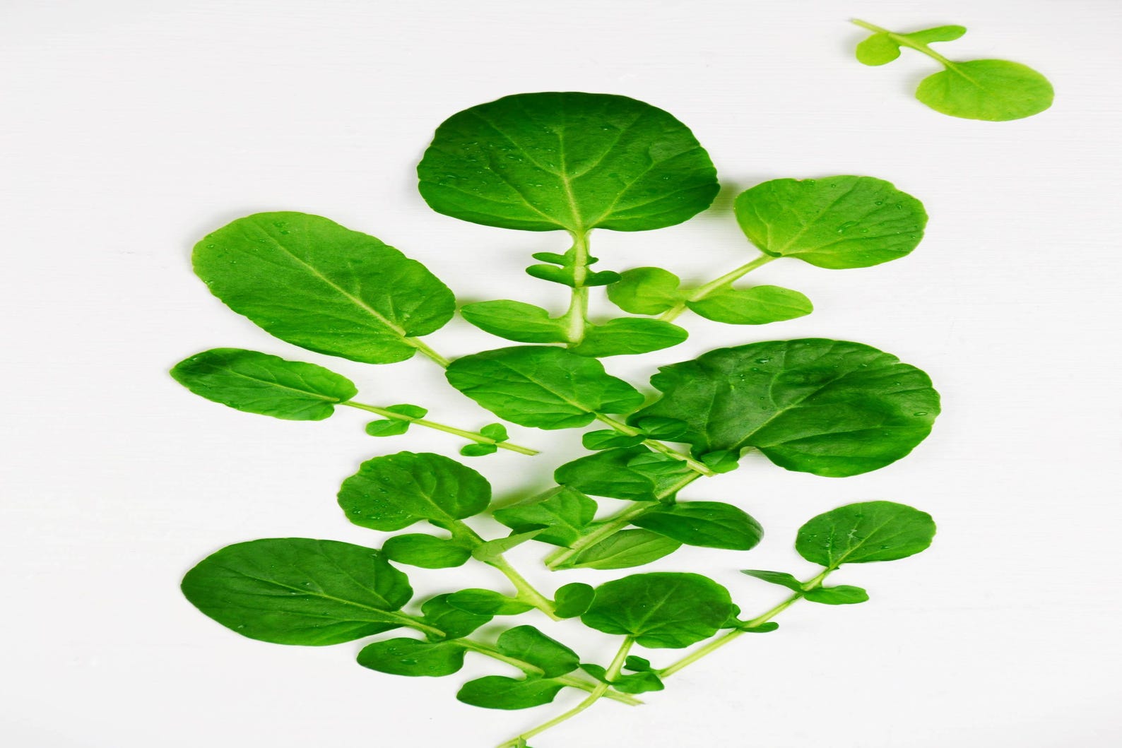 Heirloom Upland Cress Seeds, Creasy Greens Non-gmo, Fast Shipping With ...